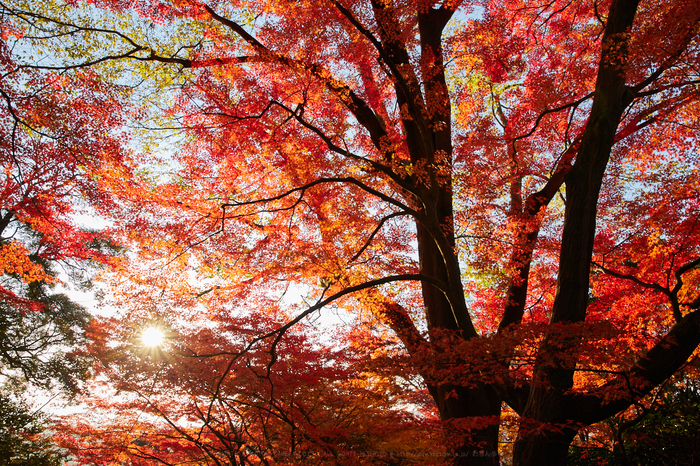 お写ん歩: SIGMA 12-24mm F4 DG HSM Artアーカイブ お写ん歩: SIGMA 12-24mm F4 DG HSM Artアーカイブ